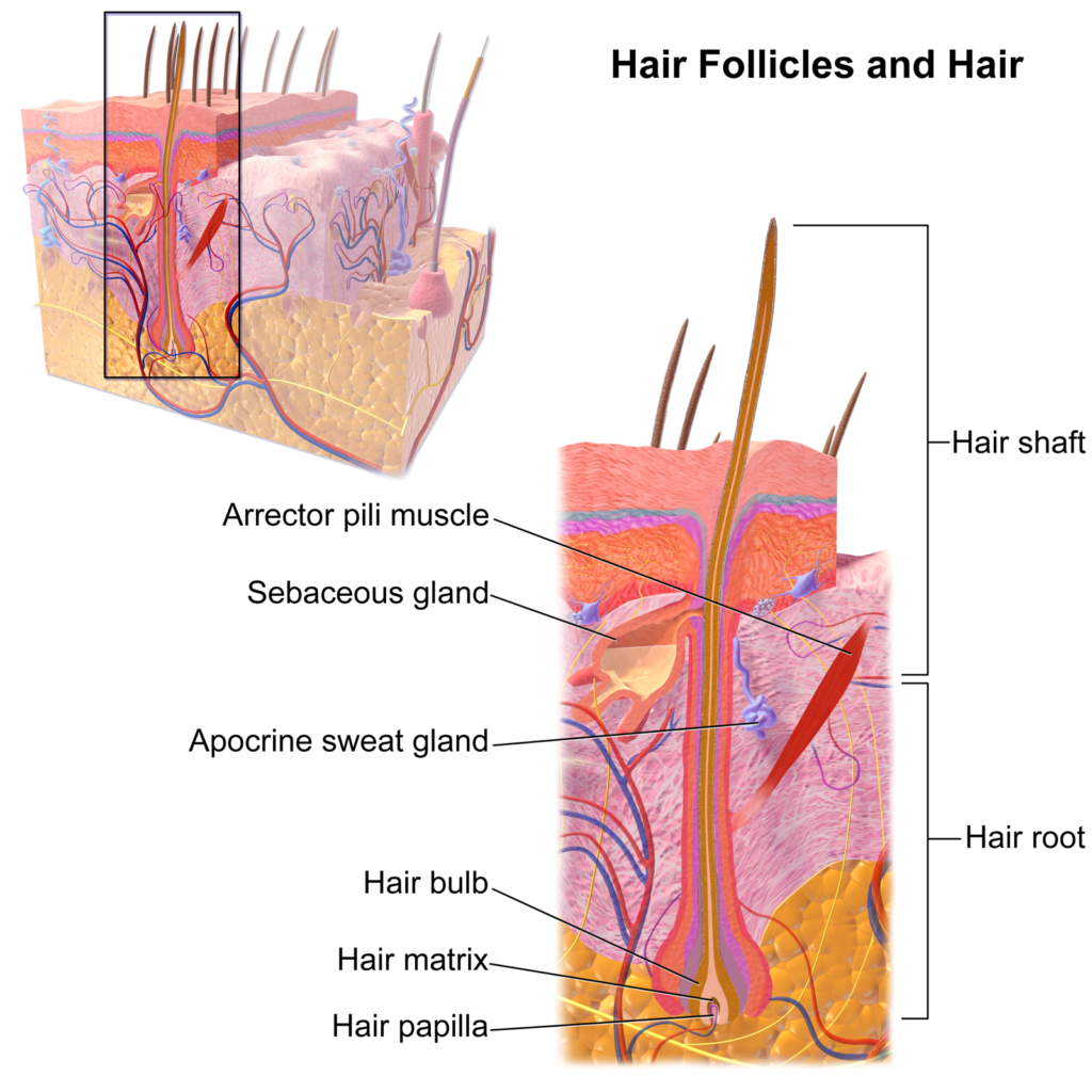 Maintaining Healthy Hair Follicle Function Toppik Hair Blog Toppik Maintaining Healthy Hair Follicle Function Toppik Hair Blog Toppik